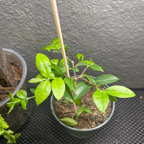 Nashia Inaquanensis - Bahama Berry Bonsai Start / Pre Bonsai - Grown in ...