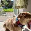 Rainbow Dog Grooming Belly Strap, Grooming Belt, Dog Groomer Gift, Lgbt ...
