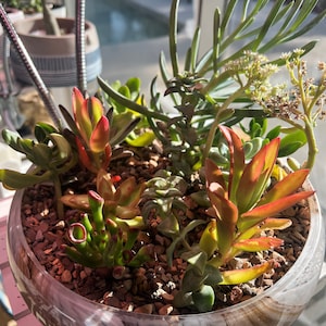 Crassula Ovata-gollum Jade Succulent, ogre Ears, shrek Plant, Ets ...