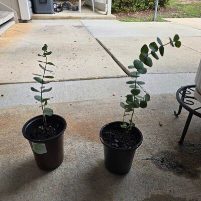 Live 12-16 Baby Blue Multi-stem Eucalyptus Plant, Strong and Healthy ...