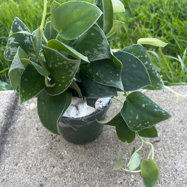 RARE Pothos Njoy FULL Pot 4”pot- White Variegated Indoor Vines - Low ...