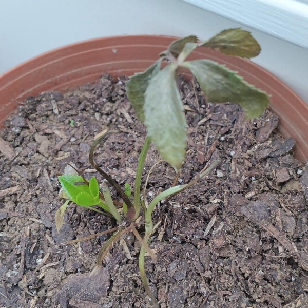 True Love Lenten Rose Rare Flowering Perennial Live Plant Lenten Rose ...