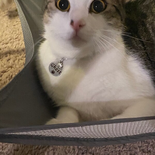 Personalized Pet Necklace, Jewelry for Cats, Chains for Pets, Cat Head Shaped Pet Chain, Chain ...