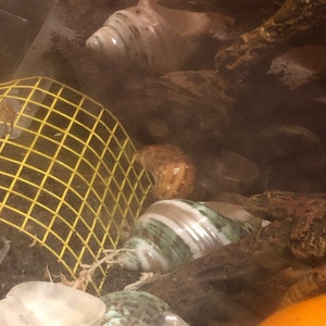 7-10 Hanging Light Puffer Fish Real Blowfish Lamp | Etsy