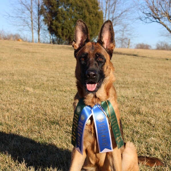 AKC Rally Laminated Sign Set NOVICE - MASTER - Etsy