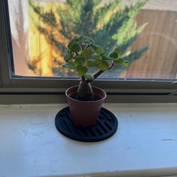 Bonsai Mint (plectranthus Ernstii Caudex) - Etsy