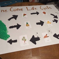 PENGUINS Unit Study, Life Cycle, Anatomy, Nature Study, Science ...