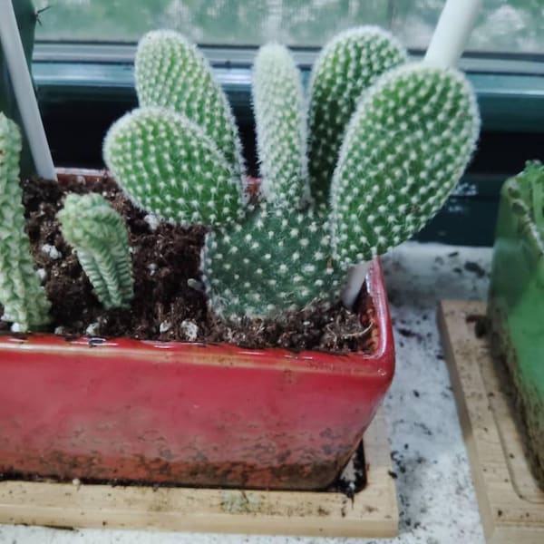 Bunny Ear Cactus: Angel Wings Succulent (2", 4", or 6" Pot) - Etsy