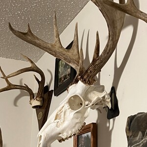 Eurohanger Skull Hanger Mount Bracket Deer Antelope Bear - Etsy