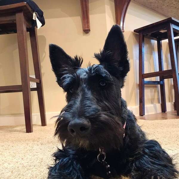 Thank You Cards, Boxing Themed Cards, Boxing Thank You Cards, Boxing ...