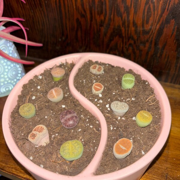 Live Plant Lithops Pseudotruncatella C244/white Plant/0.5 - Etsy