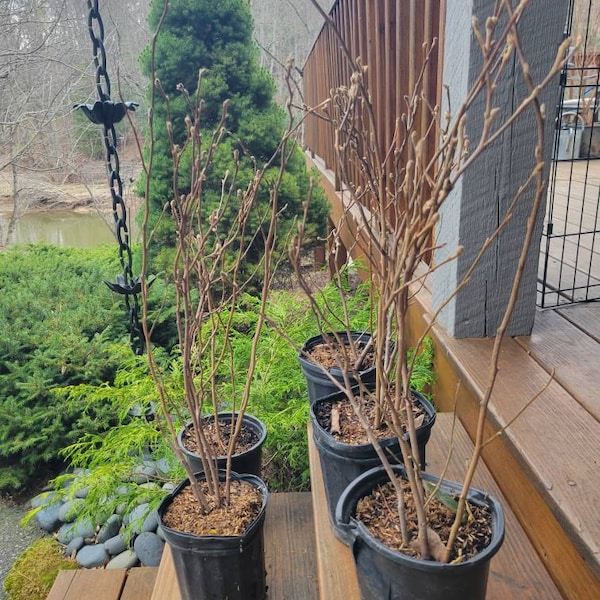 Acer Palmatum 'saoshika' - Japanese Maple - Live Plant - 8" Tall - 1 ...