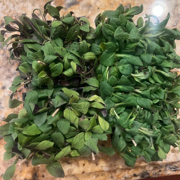 Verbena Bonariensis (8) ~live Plant Plugs~ Baby Plants~ - Etsy