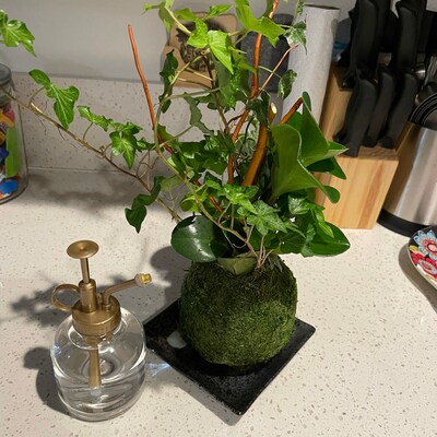 Arranged Kokedama With Peperomia and Ivy, Japanese Traditional Indoor ...