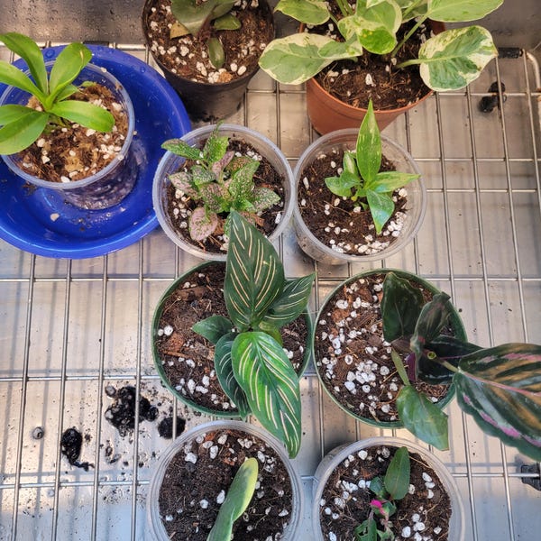 Calathea Red Mojo Starter Plant (ALL STARTER PLANTS Require You to ...