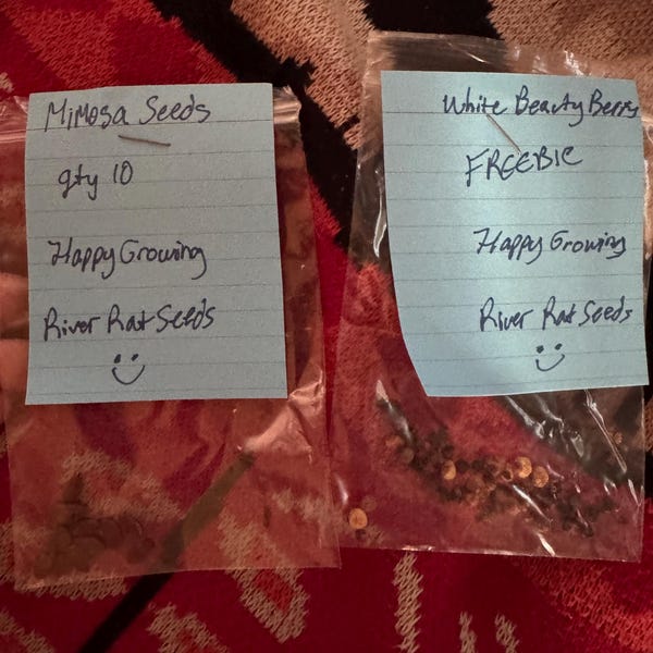 25 Four O'clock 'salmon Sunset' Mirabilis Jalapa Seeds "salmon Pink ...