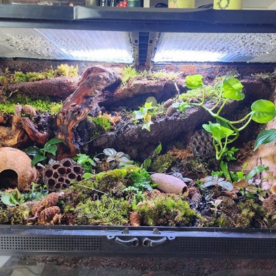 Lotus Head Pod Isopods Vivarium Bioactive Terrarium Isopod - Etsy