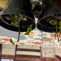 Live Angel Wing Begonia medora Starter Plant USA SELLER - Etsy