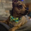 Denim Dog Bow - Etsy
