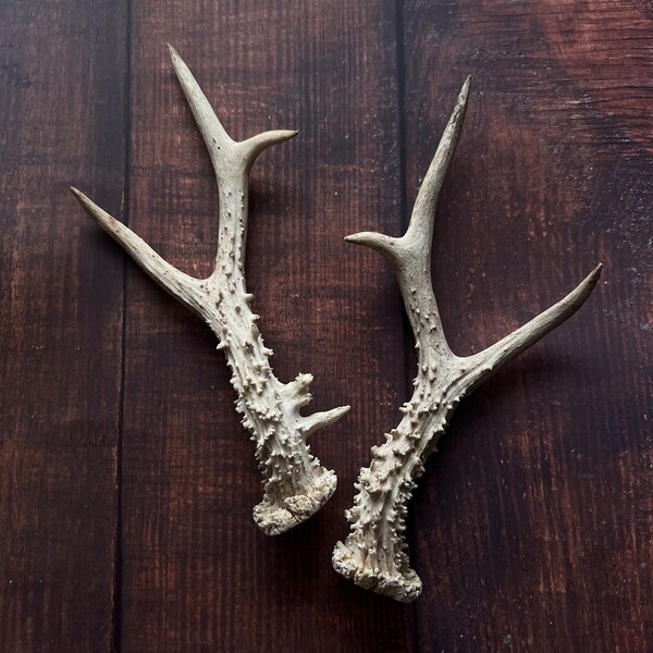 Huge Set 14 Point Imperial Deer Antlers - Etsy