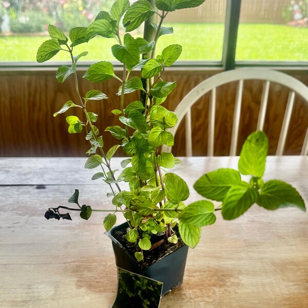 3 Musa ‘poquito’ Banana Tree/ Banana Tree in 4 Inch Cups (one Plant per ...