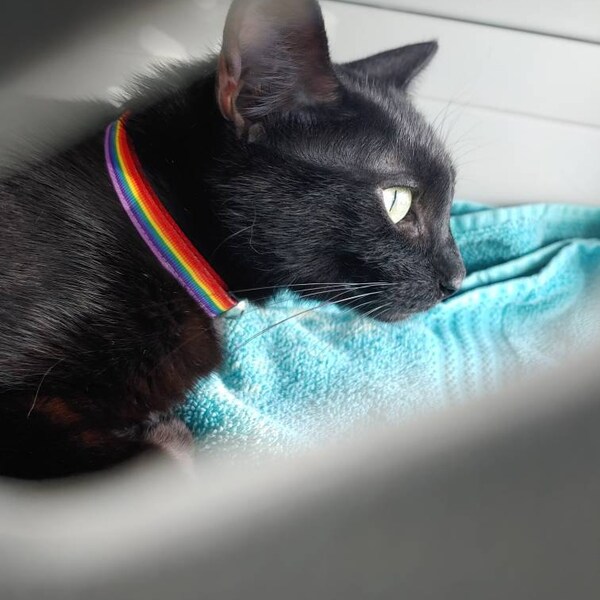 The Rainbow Breakaway Cat Collar - Etsy