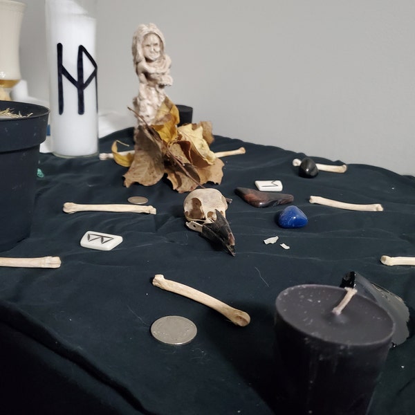 Crow Skull Real Natural Rook Skull Raven Corvid Taxidermy Gothic Curo ...