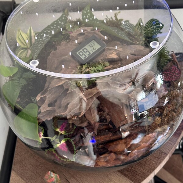 The Tiny Terrarium Kit / DIY Mini Bioactive Enclosure With Live Plants ...