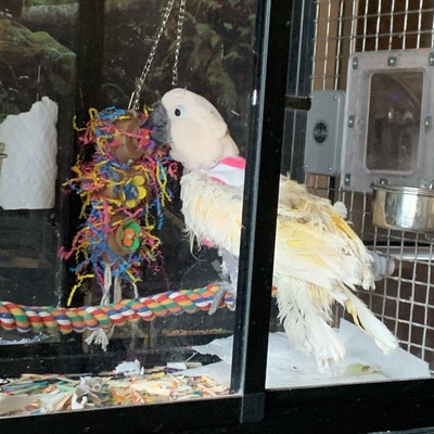 Macaw Ladder, Large Bird Toy - Etsy