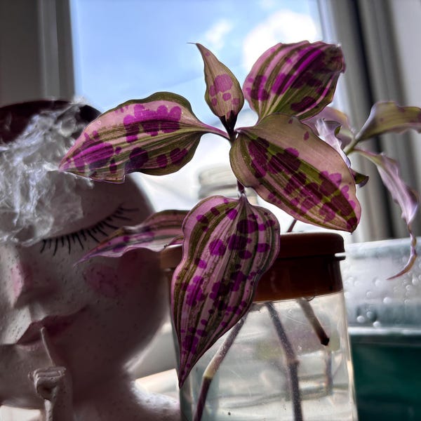 1x Rare Cutting Sillamontana Variegata Tradescantia - Etsy UK