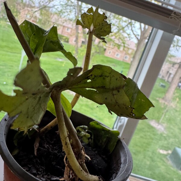 Insulin Plant (costus Igneus) Rhizome and a Growing Bud. 3”plant If ...
