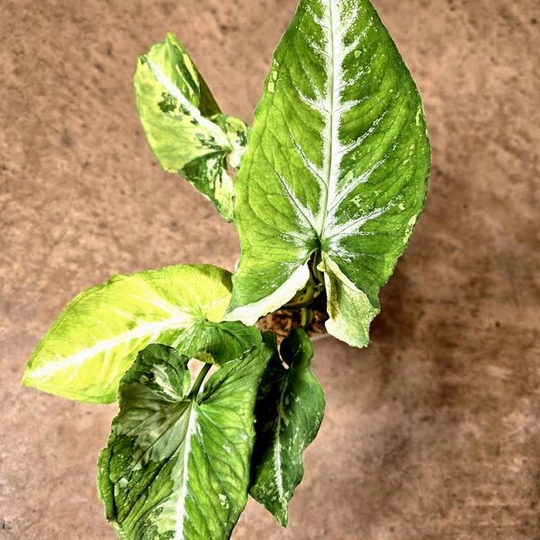 Scindapsus Mayari Variegated Plant - Growers Choice - Etsy