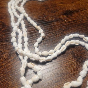 Medium Hebrew Cone Seashells Conus Ebraeus 5 Shells Approx. 1 Inches ...