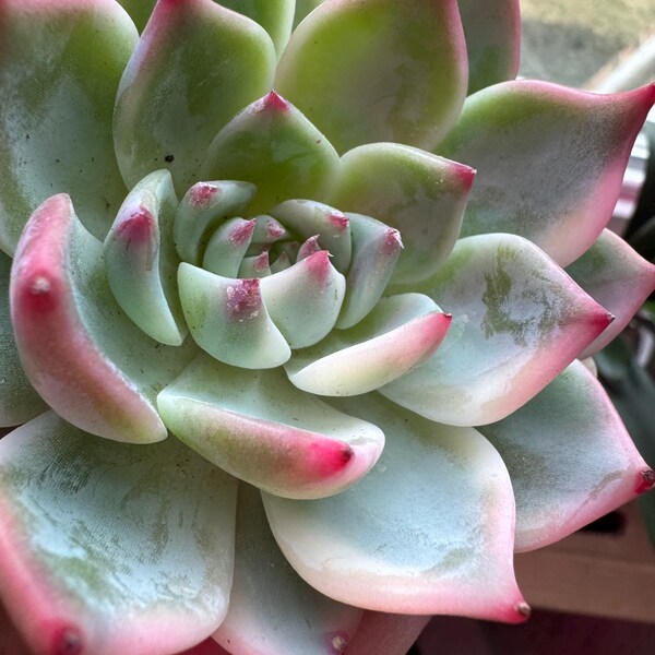 Graptopetalum Ellen Variegated-succulent - Etsy