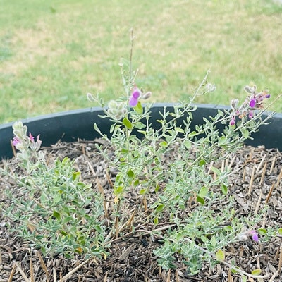Teucrium Marum Cat Thyme Germander LIVE PLANT in 2.5 Inch Pot - Etsy