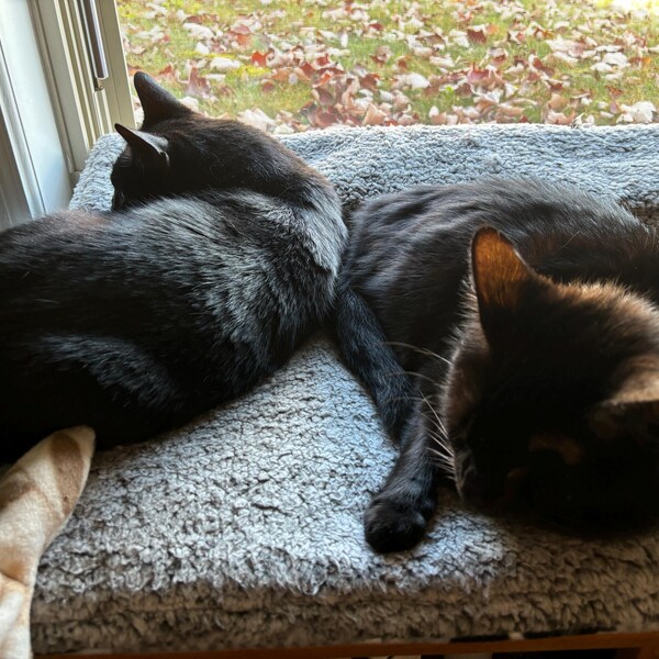 Window Sill Cat Pad/ 8 Sill Pad - Etsy