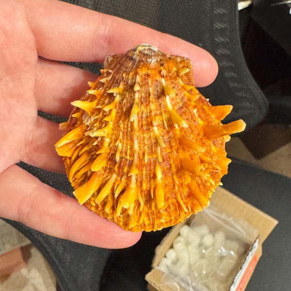 Natural Nautilus Seashell Nautilus Pompilius (1 Shell Approx. 5+ Inches ...