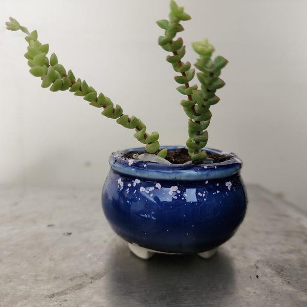 Cute Mini Succulent Planters Handmade Pottery Gift for Mom, Unique ...