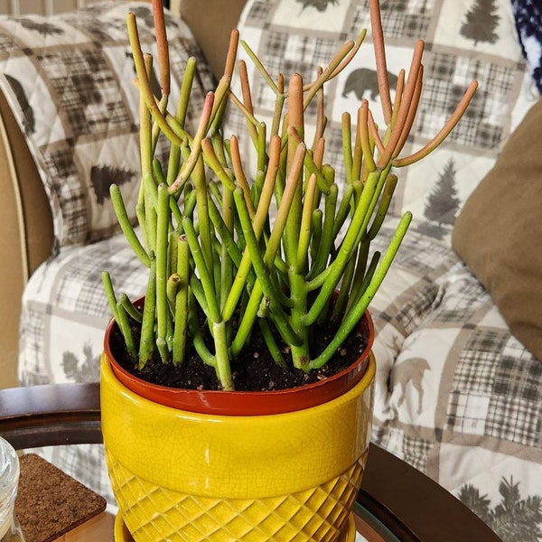 Fire Stick Cactus | 6 Inch | Sticks on Fire Cactus | Tirucalli | Live ...