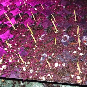 Green SEEDS african Spinach, Efo Tete, Callaloo, Amaranthus Hybridus ...