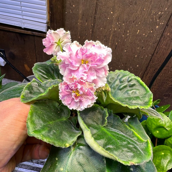 LE Aisedora African Violet Starter Plant (ALL Starter PLANTS Require ...
