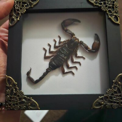 Scorpion Frame Taxedermy Black Wall Decor Gothic Artwork, Preserve ...