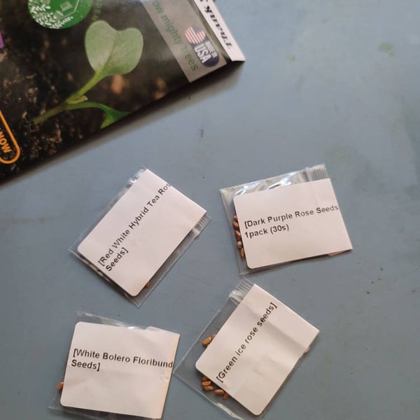 32 Seeds Dark Purple Rose Seeds Authentic Seeds Perennial GMO Free ...