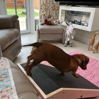 Doggoramps Small Dog Ramp for Bed including Tall Beds - Etsy Canada