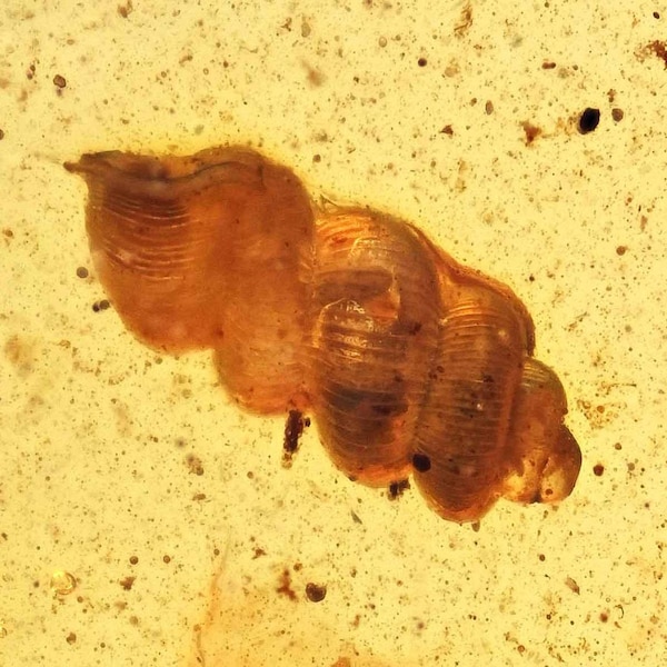 GENUINE Fossil Insect Inclusion in Burmese Amber Kit - Includes ...
