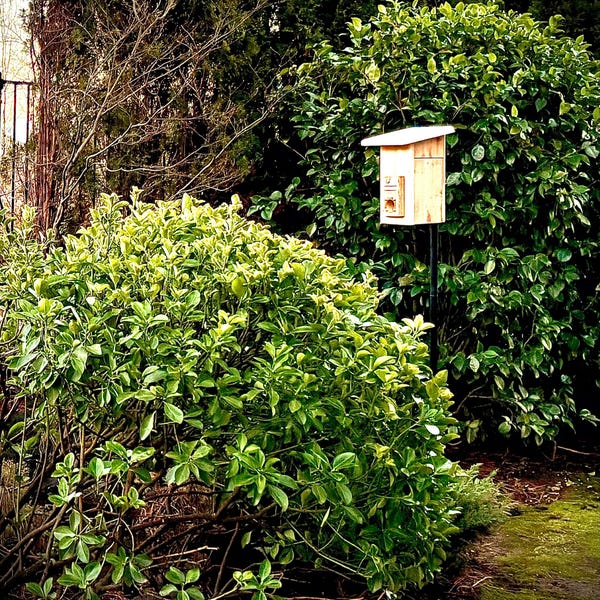 Insulated Roost Box for Songbirds | Cedar | Predator Guard ...