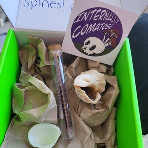 Curiosities Mystery Box Curio Cabinet Starter Collection - Etsy