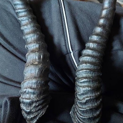 Real Springbok Horns Large Horns From Springbok Skull - Etsy