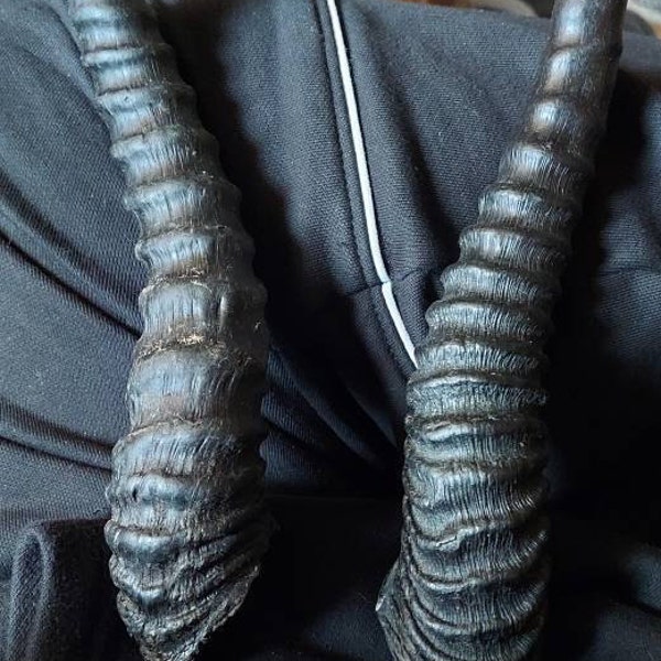 Real Springbok Horns - Large Horns From Springbok Skull - Etsy