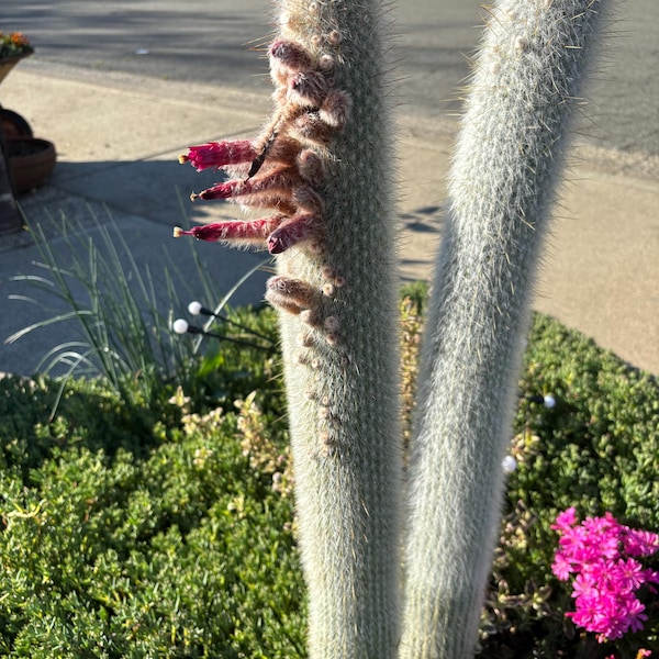 Silver Torch Cactus (cleistocactus Strausii): Fuzzy Resilient Live ...